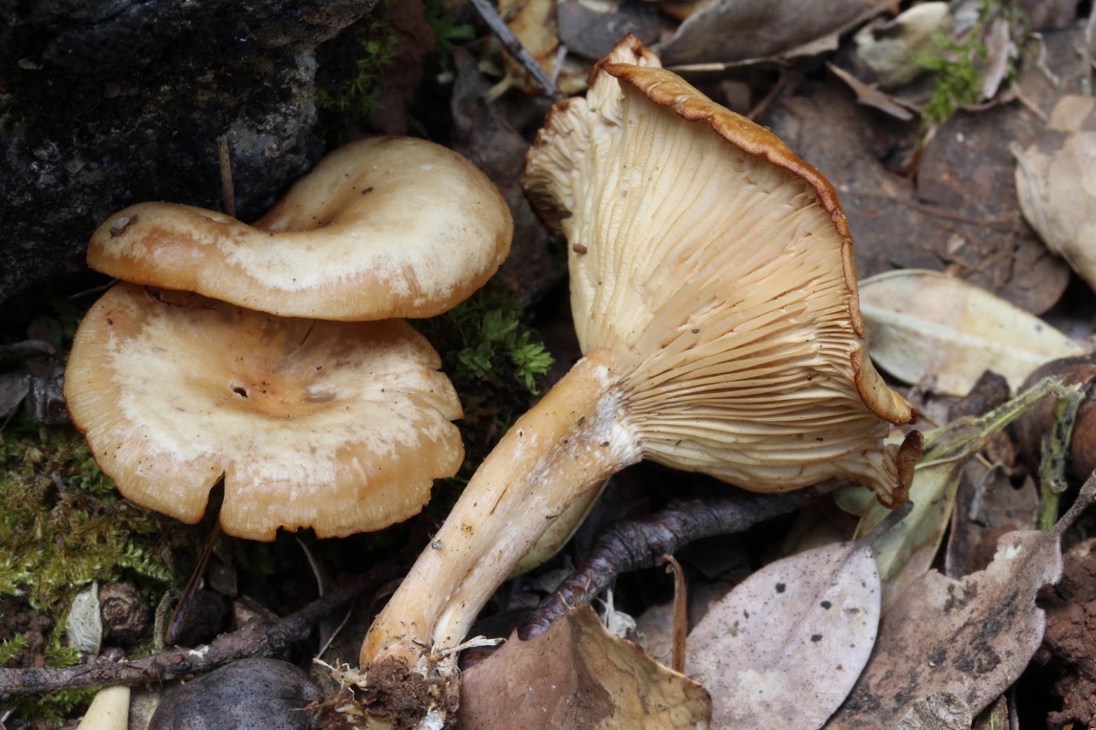 Guía de Setas y Hongos de Navarra.: Rhizocybe vermicularis (Fr ...