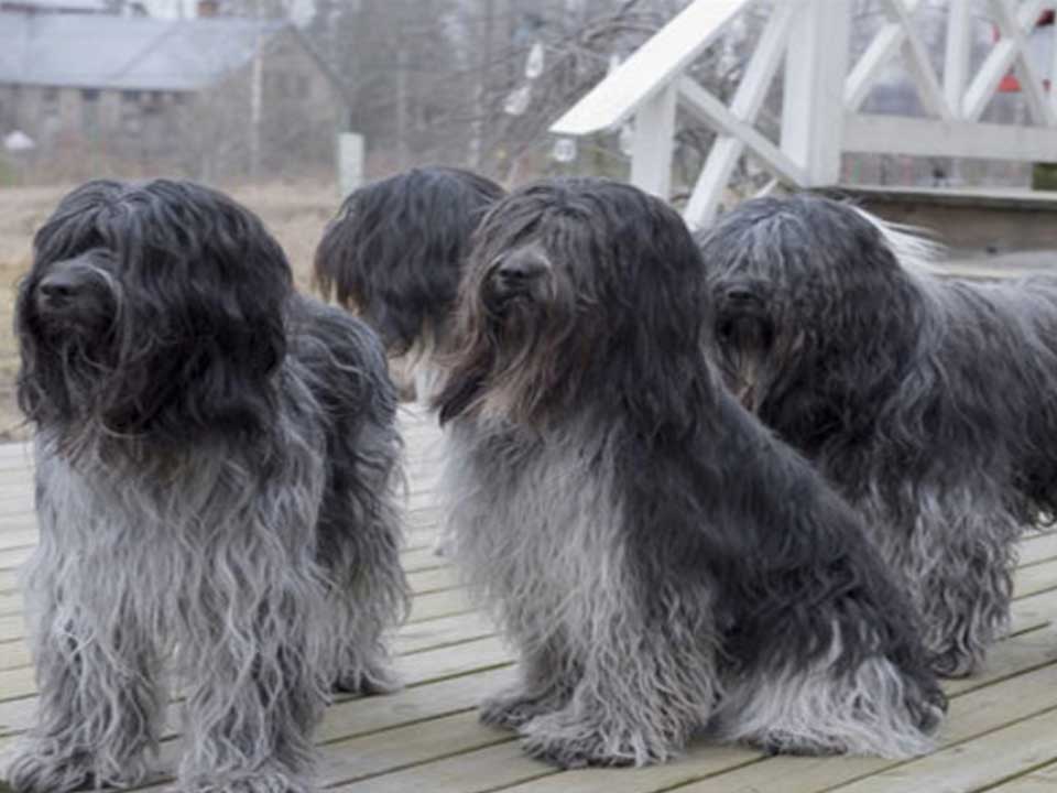 Cute Pictures of Schapendoes Puppies