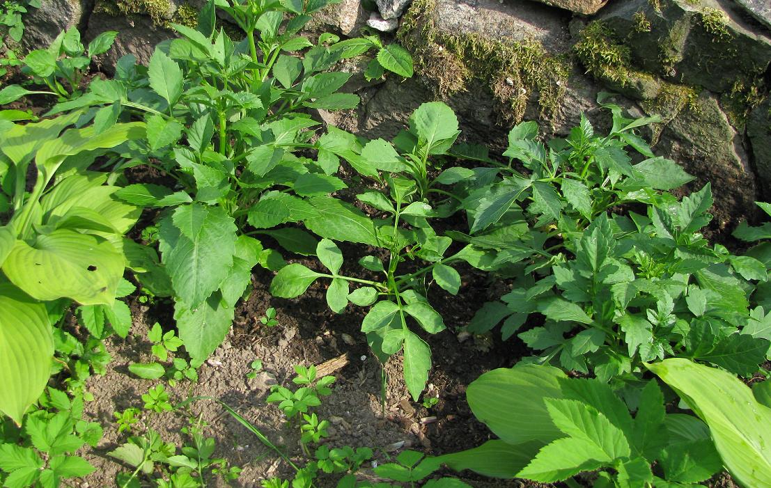 Kaubi maablogi: Suvelilled