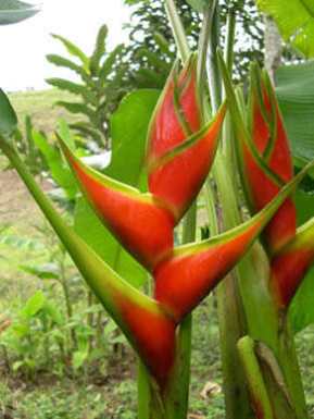 Heliconia Flower Color Plant