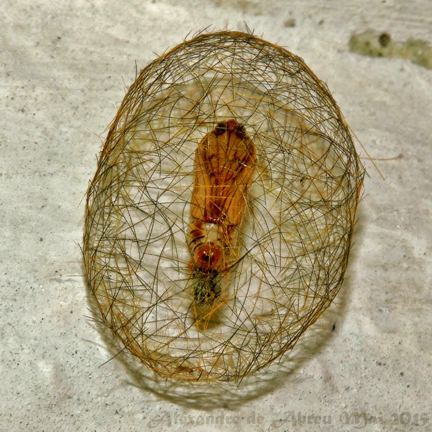 Insetologia - Identificação de insetos: Casulo de Mariposa no Rio de ...