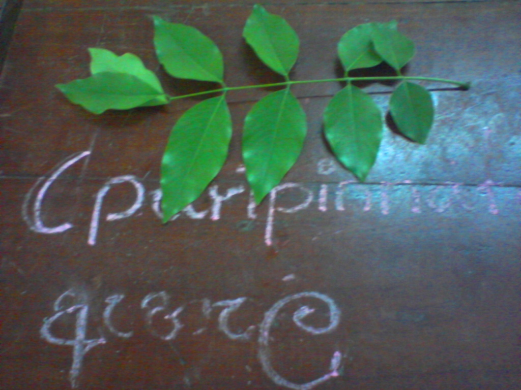 Cassia fistula / Ehala / ඇහැල / Aragvadha/ Rajavruksha/ Sampaka ...