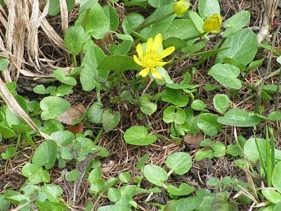 Untişor (Ranunculus ficaria)