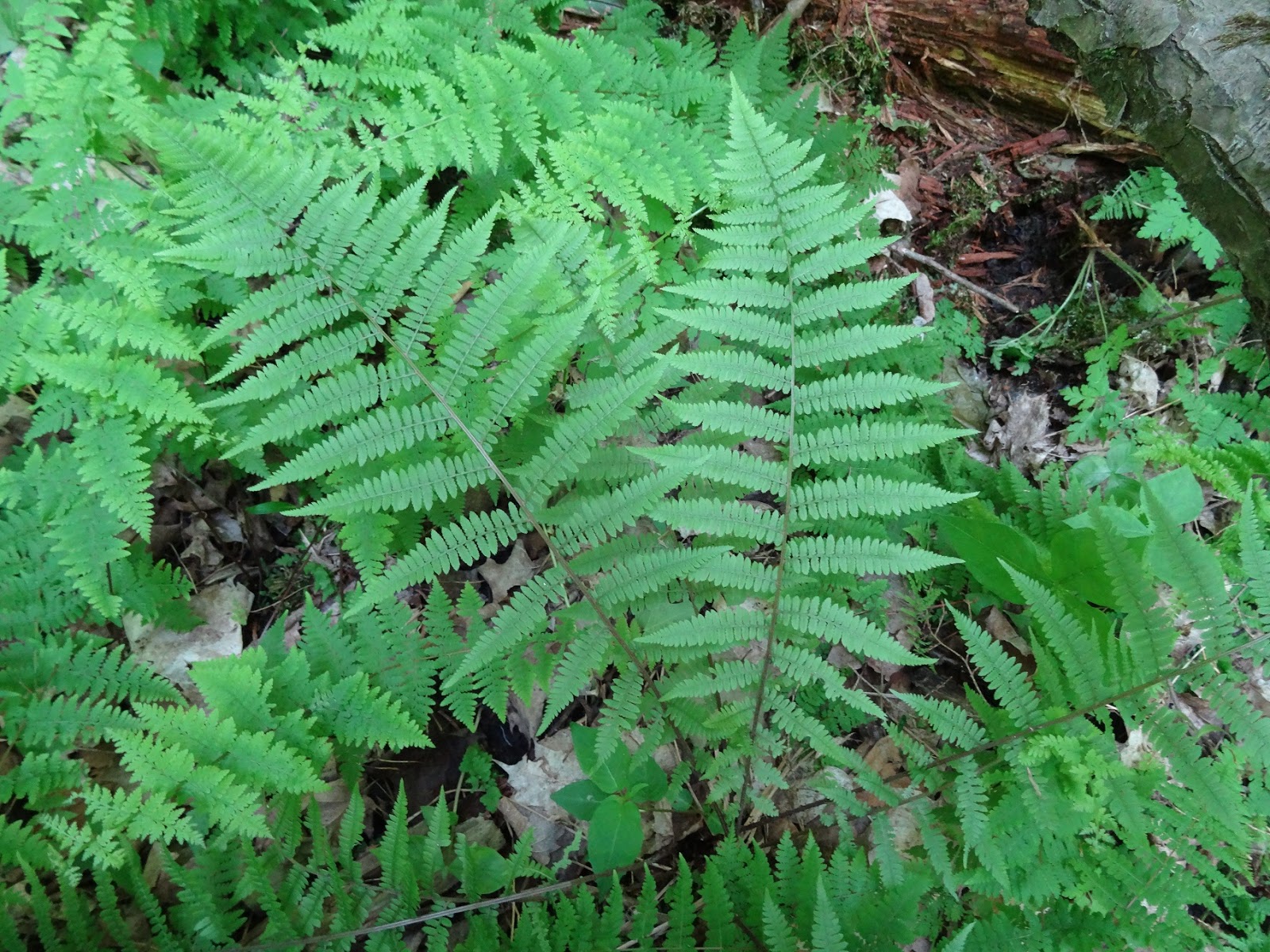 Ontario Field Biology: Ferns and Sedges at Laurel Creek