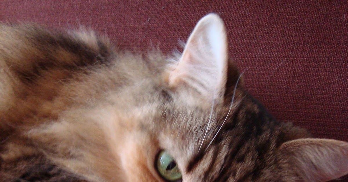 Pocketfuls: Cat math