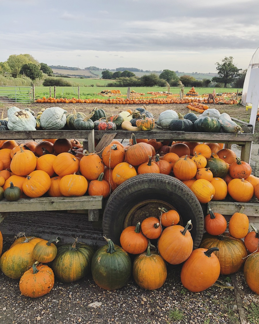 Autumn // I have this thing with Pumpkins {homegrown and an annual ...