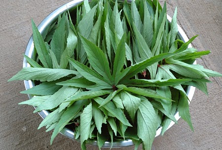 NatureFitness: Vegetables - Gogu Leaves - Varieties