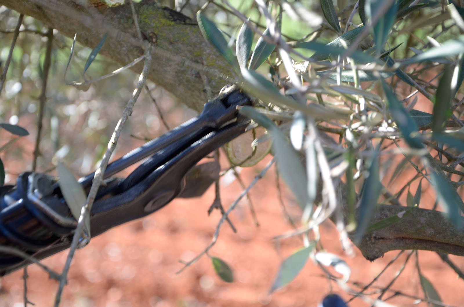 Pruning olive trees: “Without too much wood, the olives will be better ...