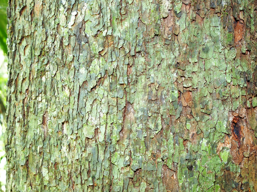 UUM Forest Treasure 1