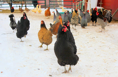 Squash Blossom Farm: Wordess Wednesday: Poultry Parade