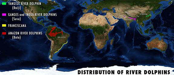 The Amazing River Dolphin: About the River Dolphins