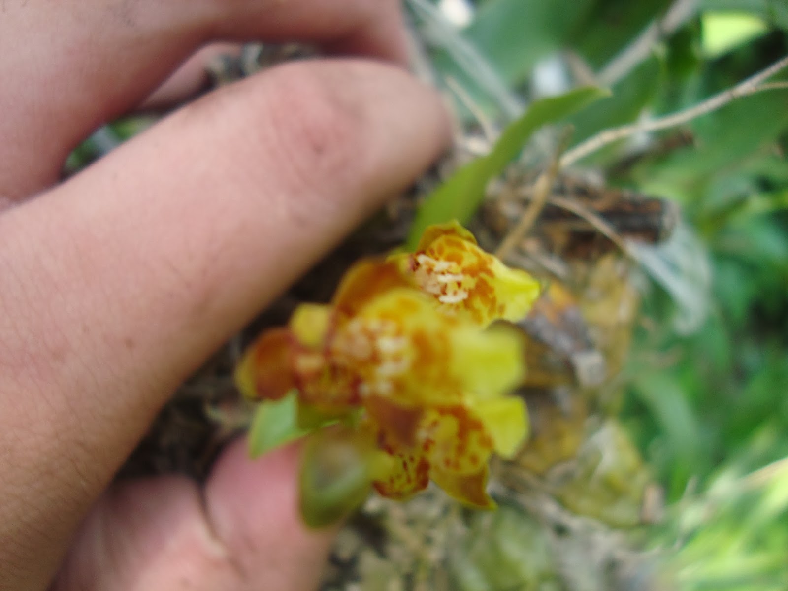 Orquídeas HElid: Leochilus Carinatus