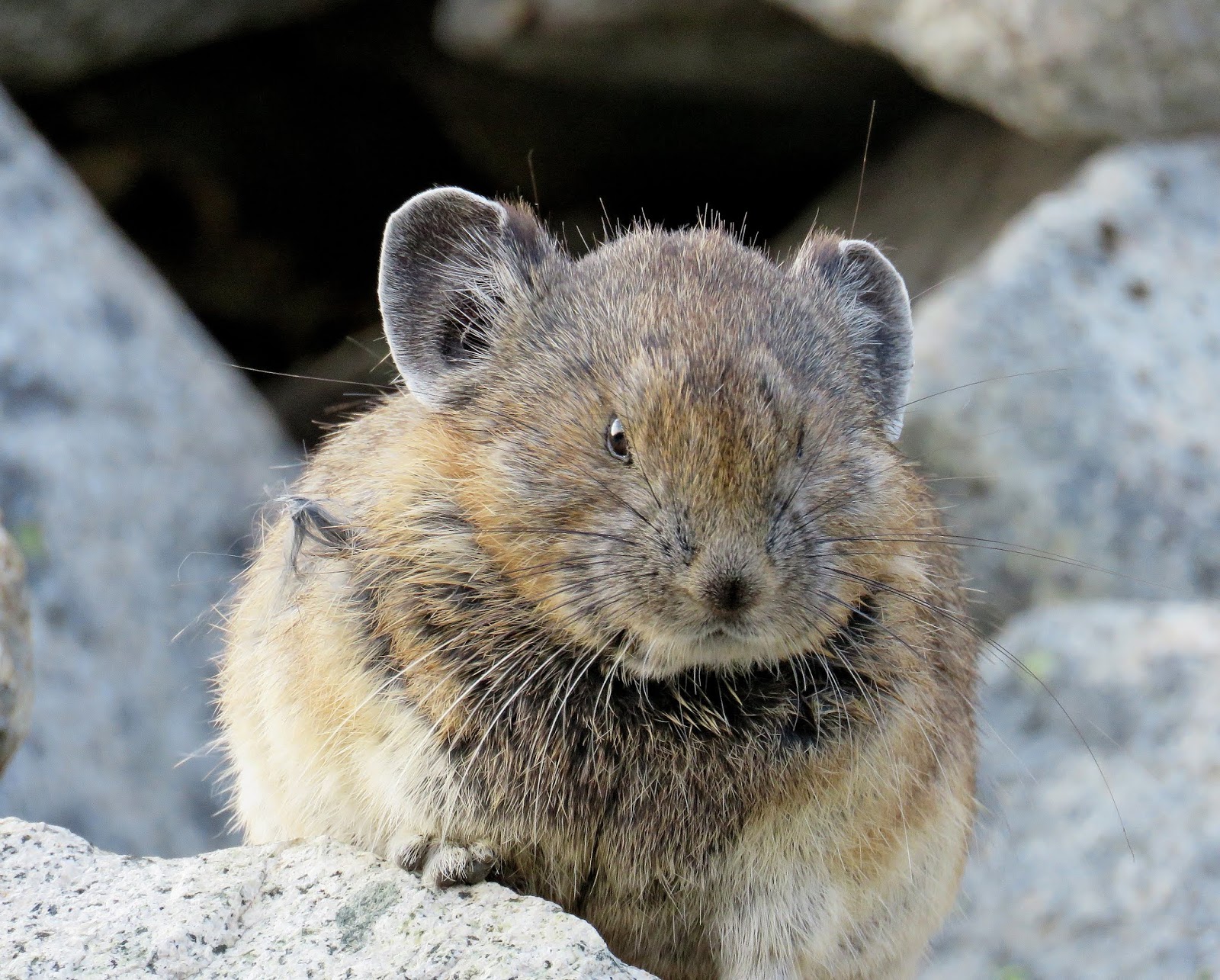 Buzz's Marine Life of Puget Sound: 2018