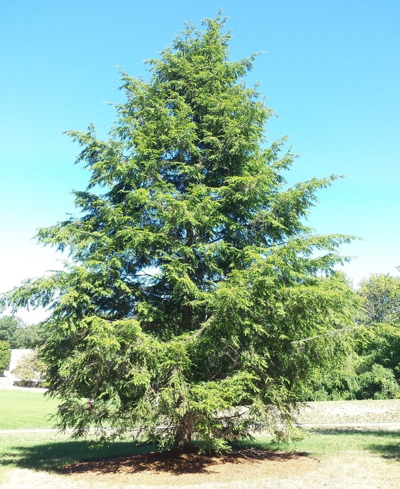 Trees Planet: Tsuga canadensis - Eastern Hemlock