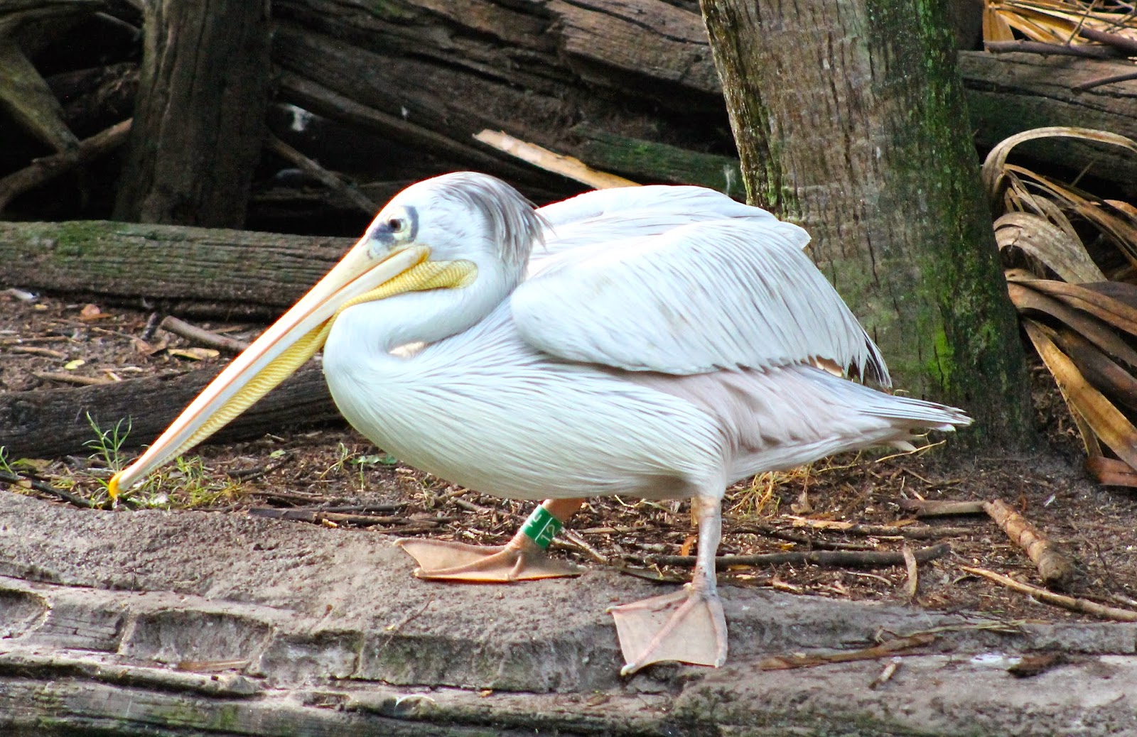 Safari Mike: Pink Backed Pelican