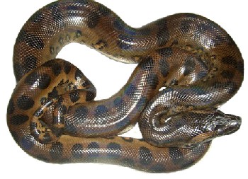 PÍTON-RETICULADA (Python reticulatus)