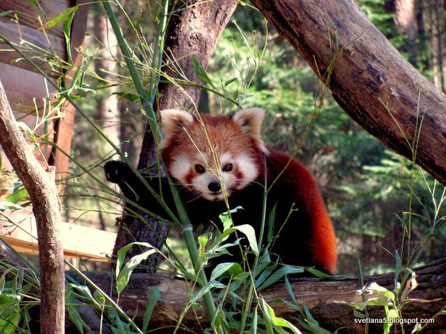 Foto zgodbe: mačji panda