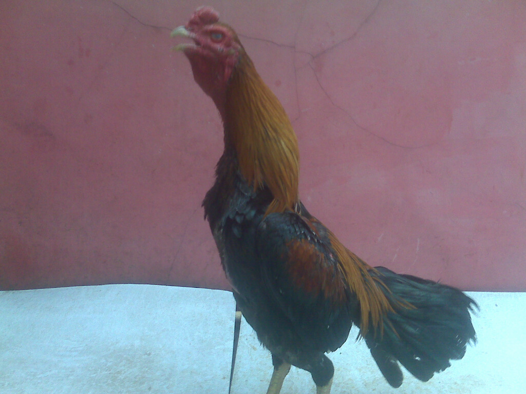 RJS 4 (Rooster Jengger Super Siap Tarung)