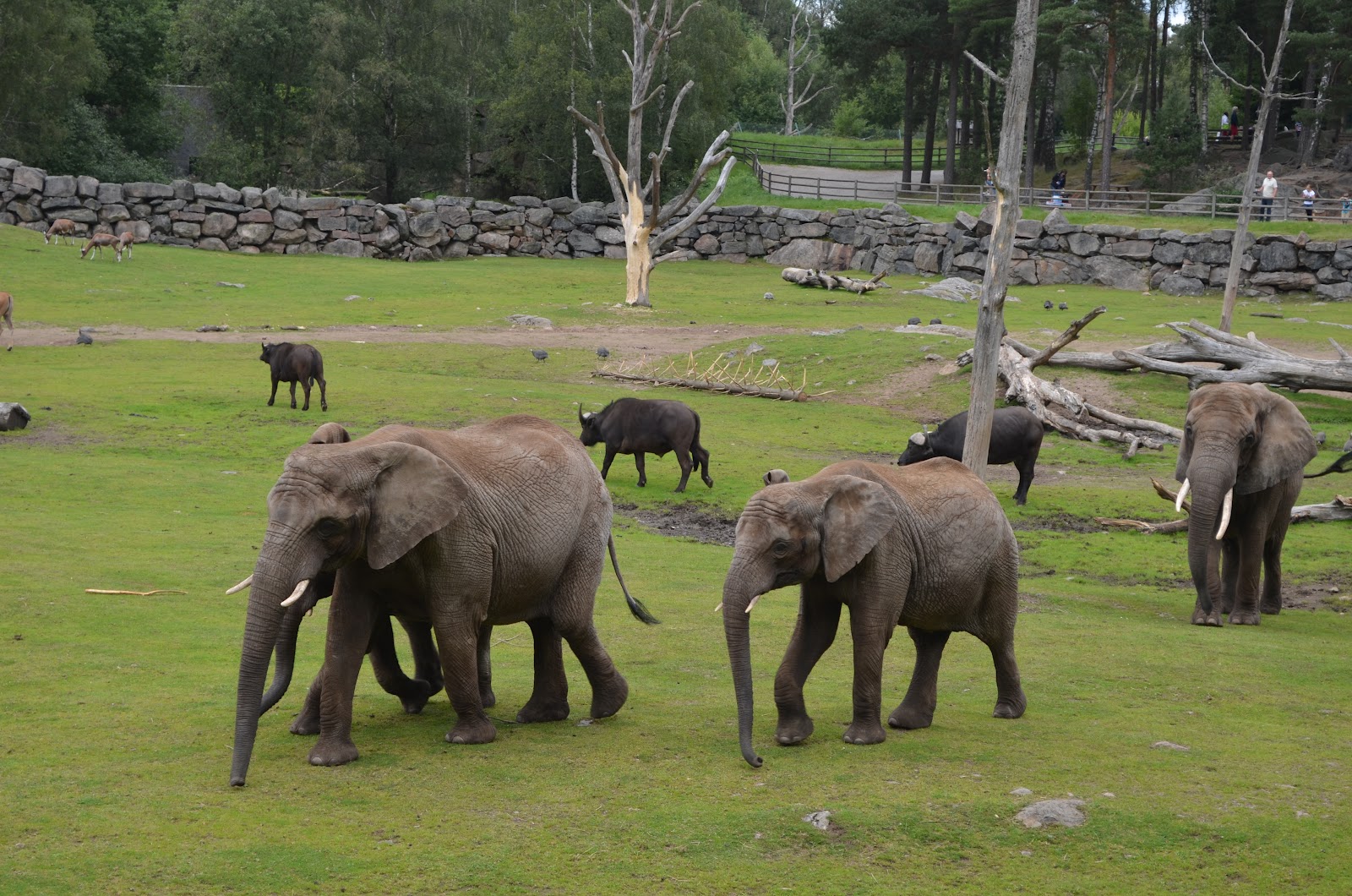 A Summer in Skövde, Sweden: Borås Zoo