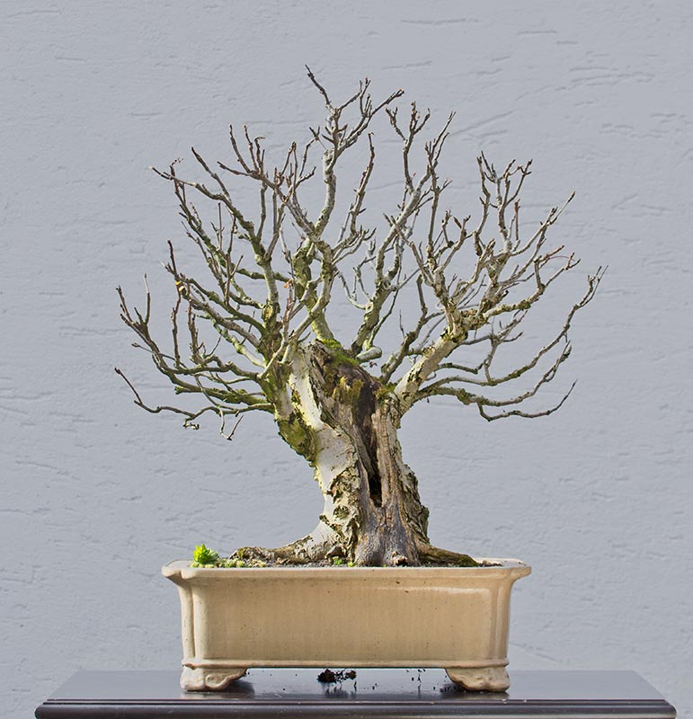 Walter Pall Bonsai Adventures: Rowan #1