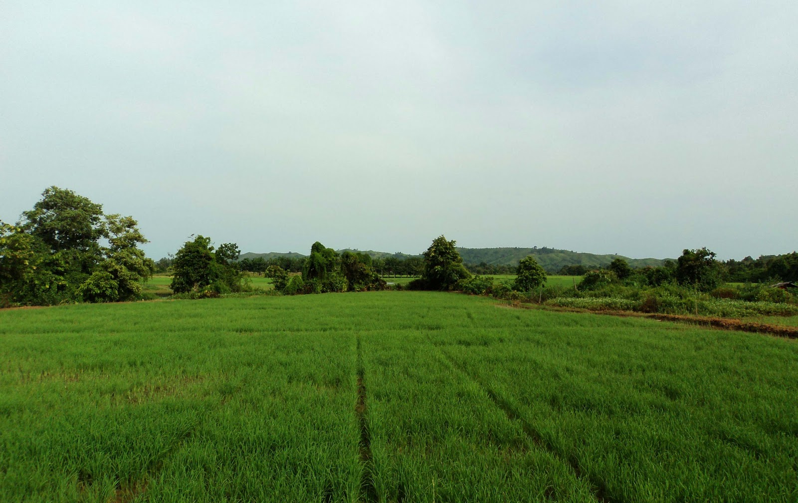 Pelaihari Ulun: Pesona Keindahan Menuju dan di Pantai Batakan Pelaihari