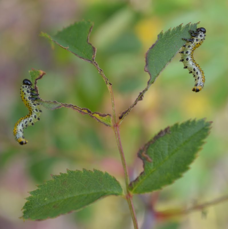 Walks among Flowers: Buckinghamshire: Radnage to West Wycombe: Chiltern ...