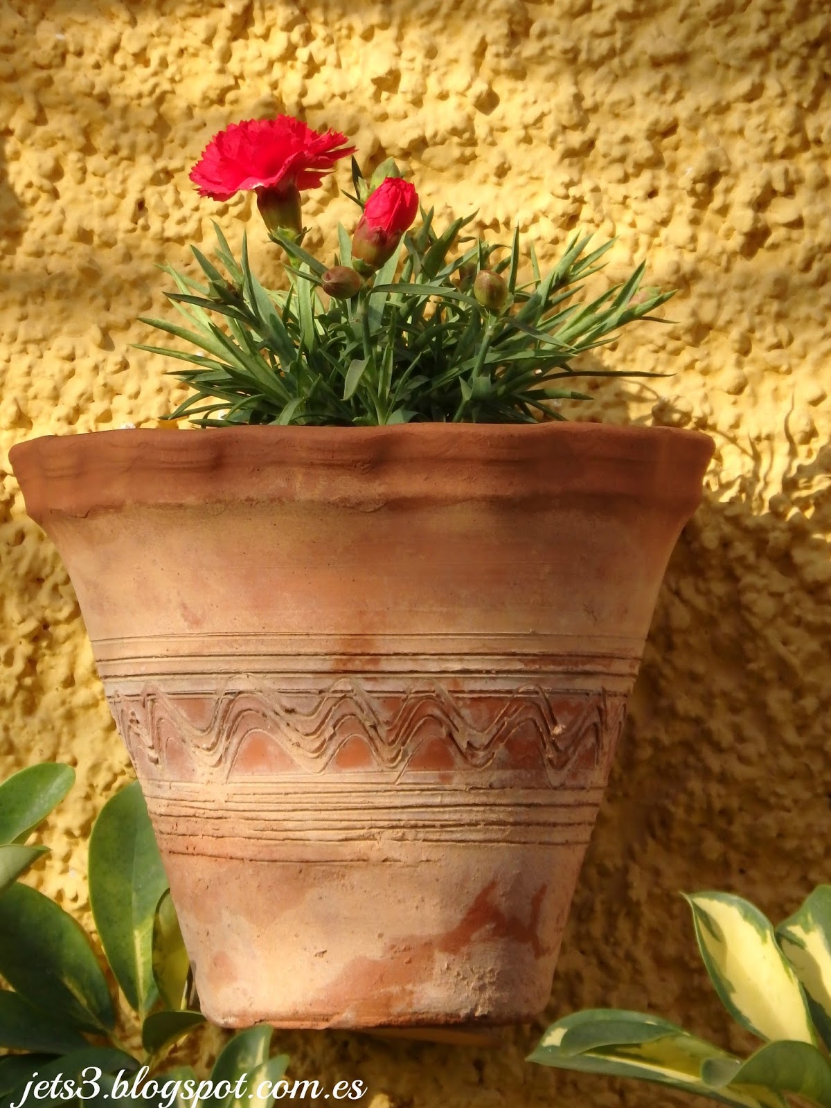 Dianthus caryophyllus (Clavel)