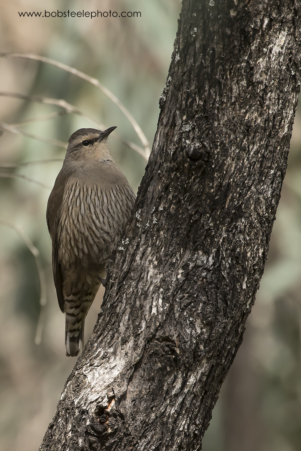 Binoculars in the Backcountry: Plains Wanderer