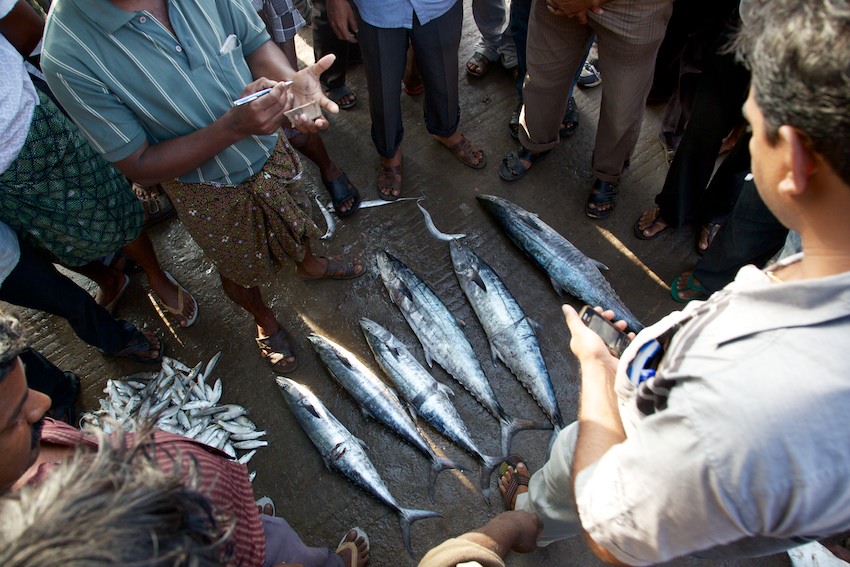 Nature Photo Notes: Antarvedi Fish Market