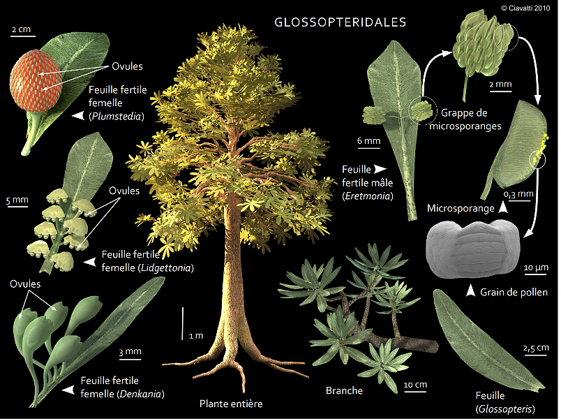 El Rincón de Ivo: Capítulo XXIX: El reinado de los reptiles mamiferoides.