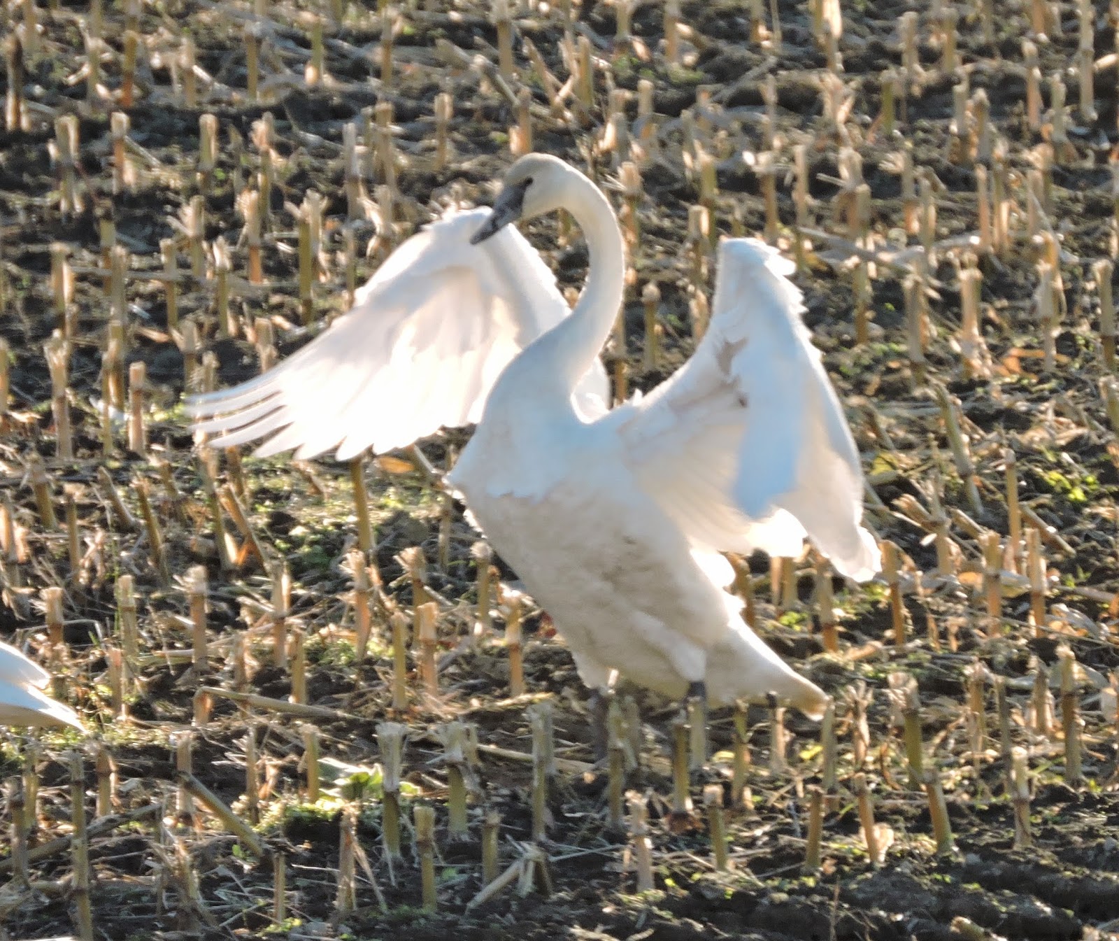 Scene Through My Eyes: Trumpeter Swans and Snow Geese