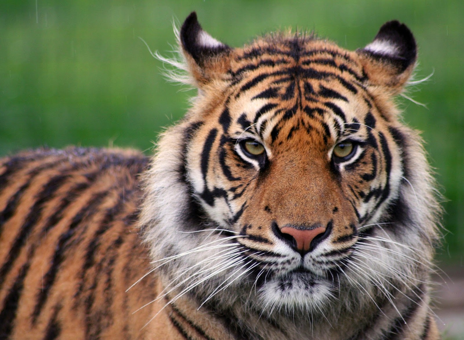 Interesting facts about the Great tiger