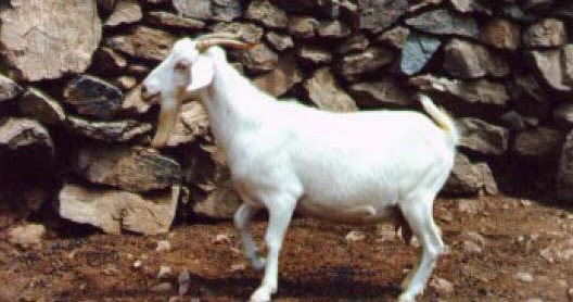 Produccion Caprina En Argentina: RAZAS