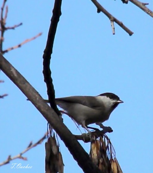 PASARI DIN ROMANIA: PITIGOI SUR(1), Poecile palustris
