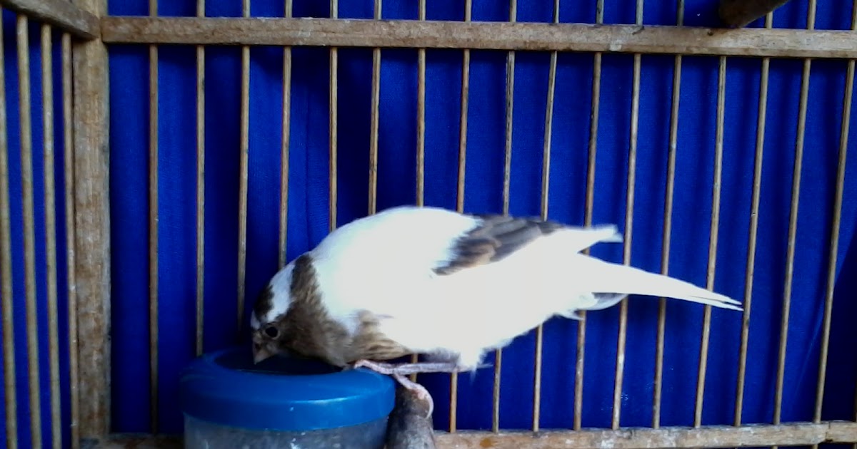 33+ Cara Cetak Kenari Panda