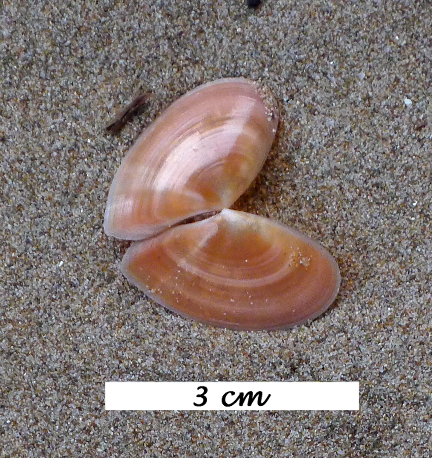 Tesoros a la orilla del mar: enero 2017