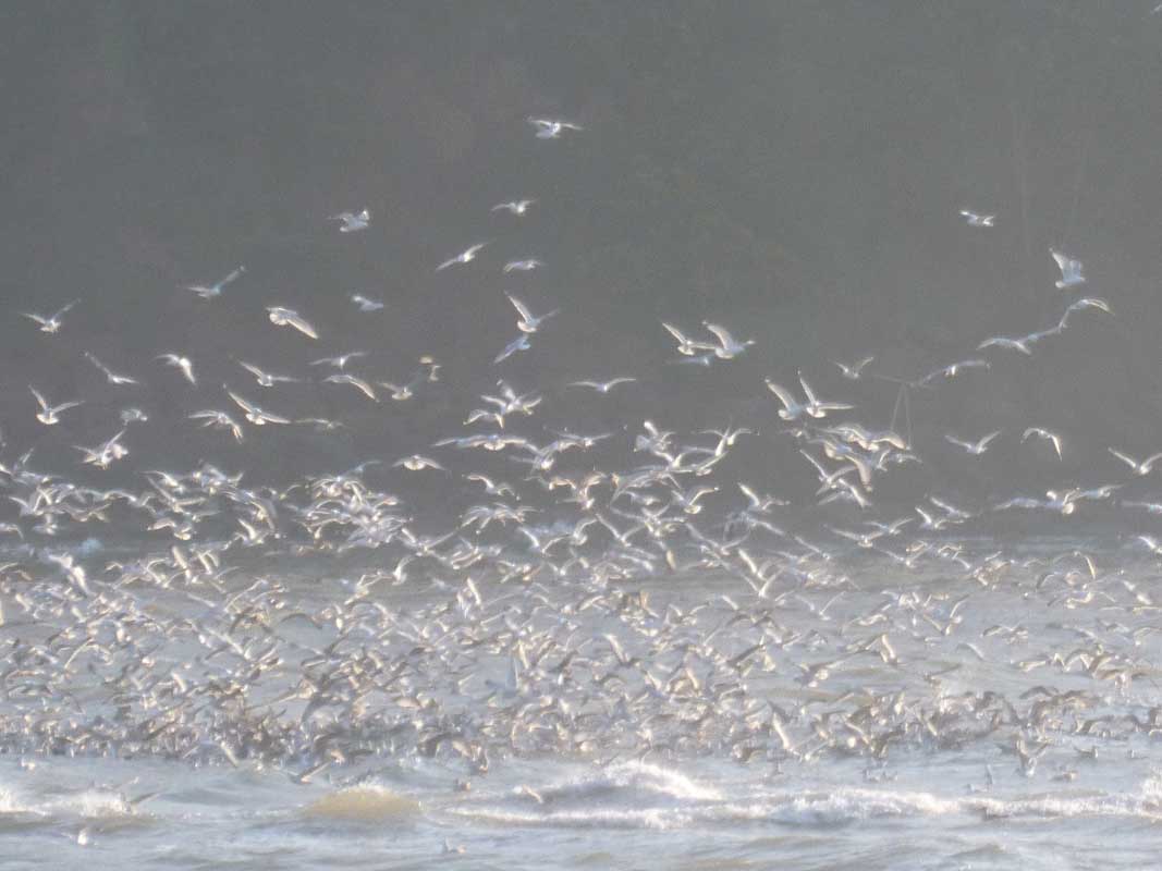 Soggibottom: Girl Rona in Teignmouth and Dartmoor -3 deg c.