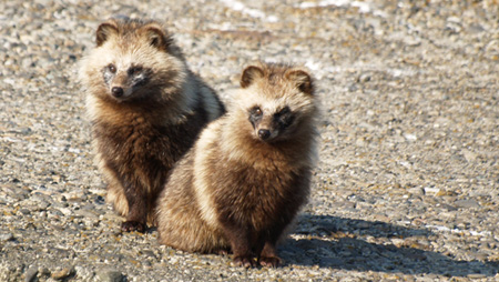 What a Feeling Japan: たぬき Tanuki ~ Rare animal of Japan.