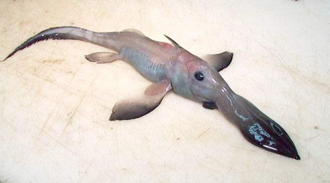 Ikan Aneh Yang Pernah Ada Di Dunia | Ternak Ikan Hias