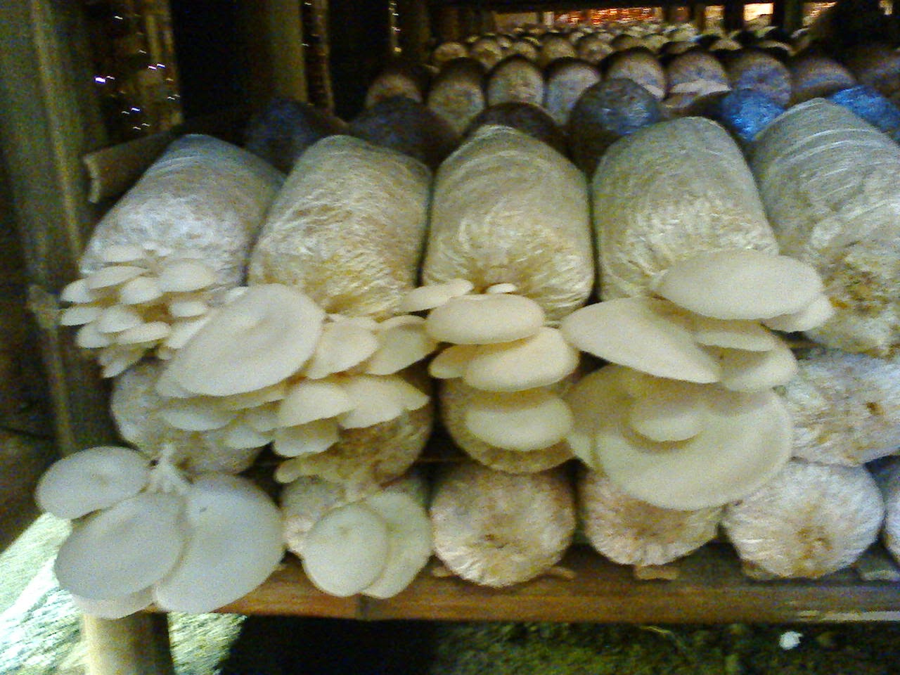 Tentang Kami ~ Saung Jamur "Sela Jaya Supa"