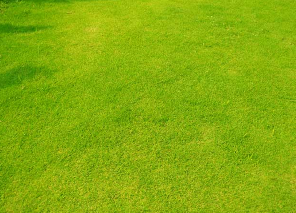 Rumah Nyaman dan Indah: Mengenal jenis-jenis rumput taman