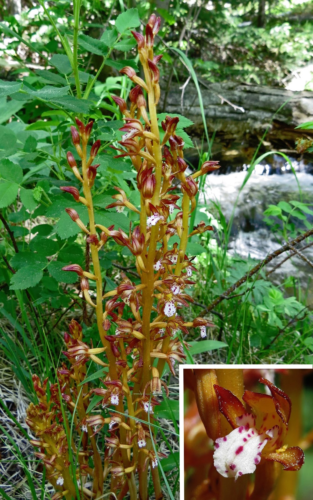 Around the Bend: Gaining Elevation in the Rockies