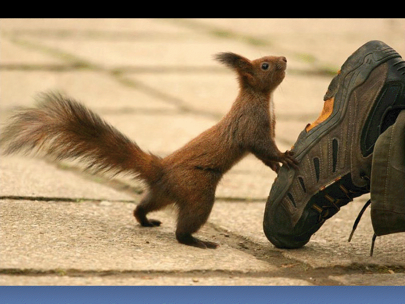 PARADISUL VERDE...: ”Life în Pictures”(13) - Veverițe