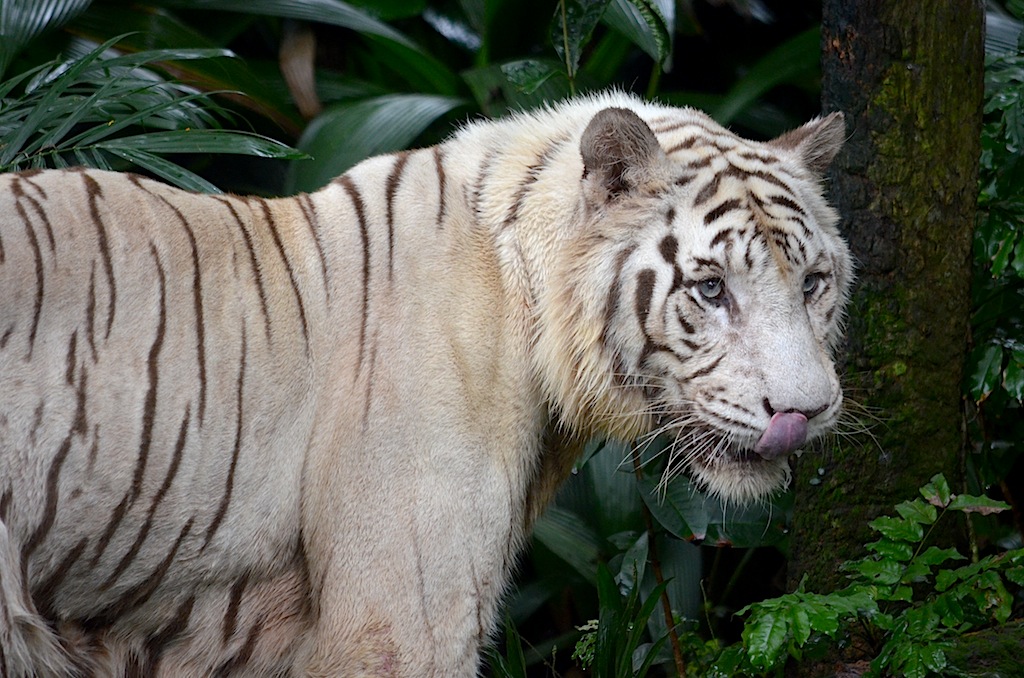 Torstai: Valkoinen tiikeri / White tiger