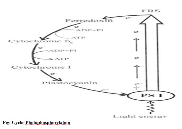 Mechanism of Photosynthesis: The Light Reaction ~ Dhiraj's Blog