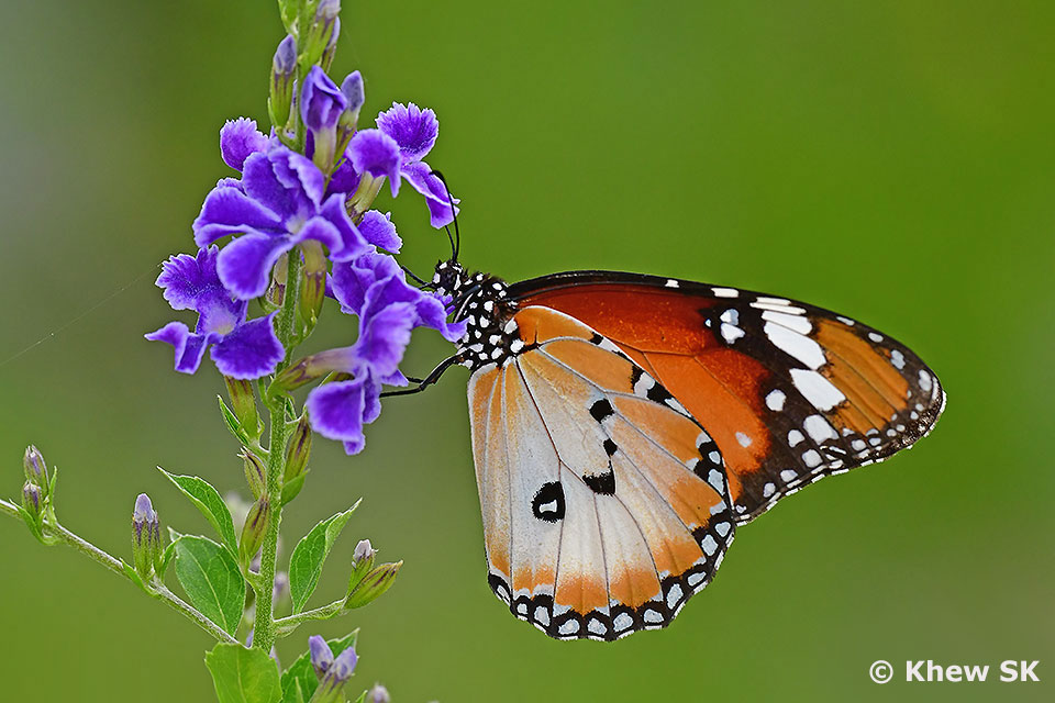 Butterflies of Singapore: Favourite Nectaring Plants #14