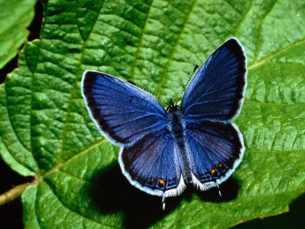 News Butterfly: Blue Butterfly Wallpaper