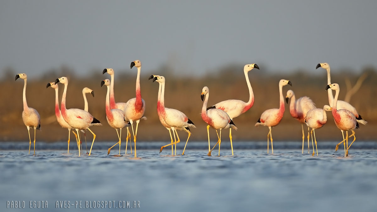 mis fotos de aves: Phoenicoparrus andinus Parina Grande Andean Flamingo