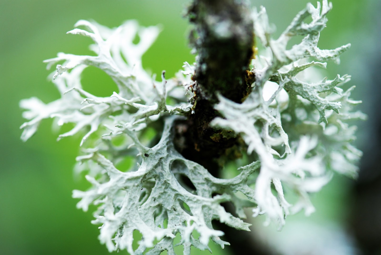 Science in the woods.: Lichens