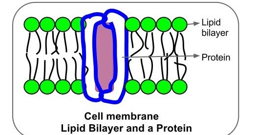B for Biology: Cell Membrane - Protector of the Cell
